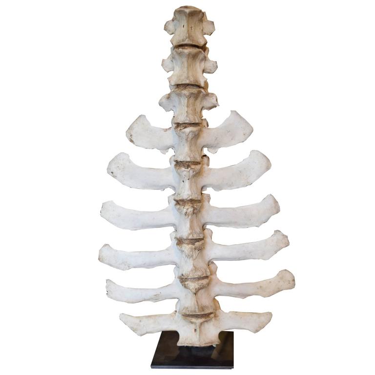 Cow Spine Specimen on Custom Mount at 1stDibs