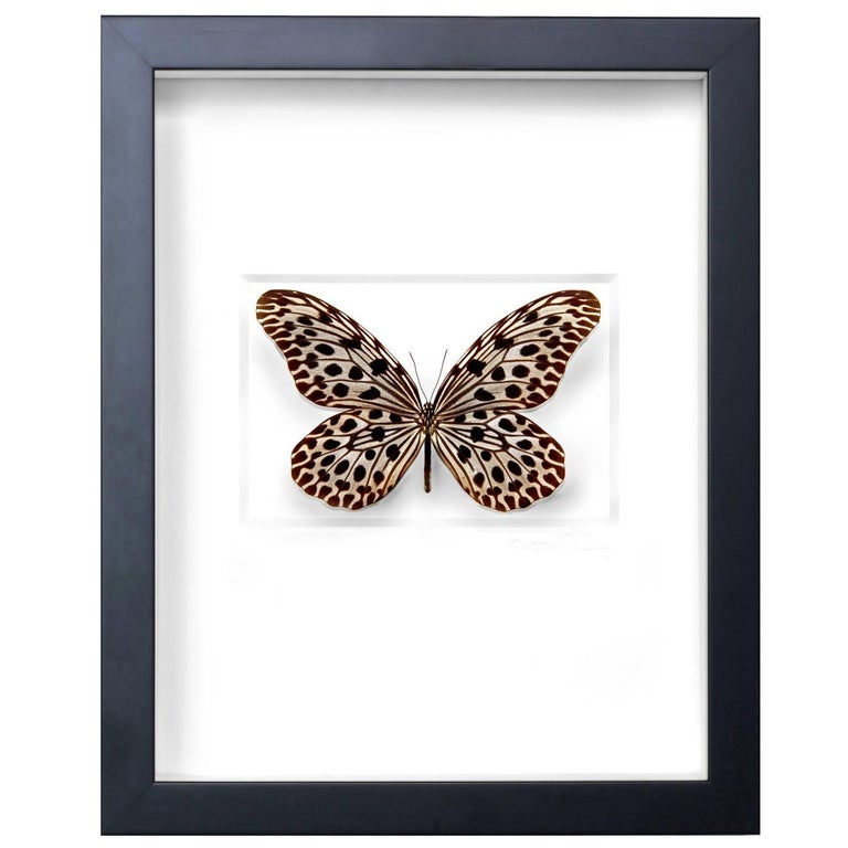 Rice Paper Butterfly at 1stDibs
