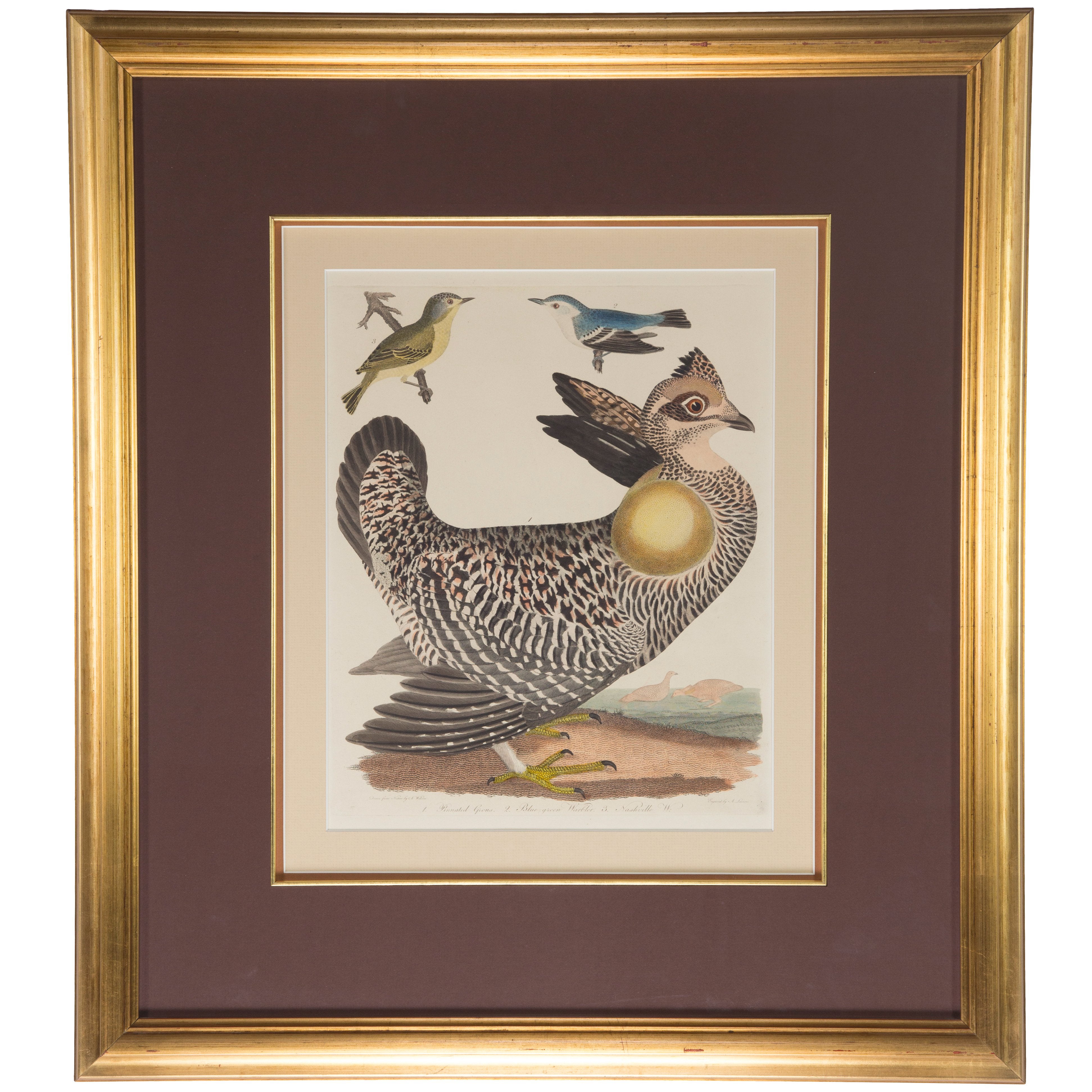 Set of Twelve Hand Colored Engravings of Birds by Alexander Wilson For ...