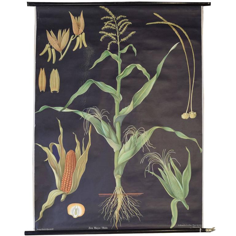 German Educational Poster of Corn at 1stDibs