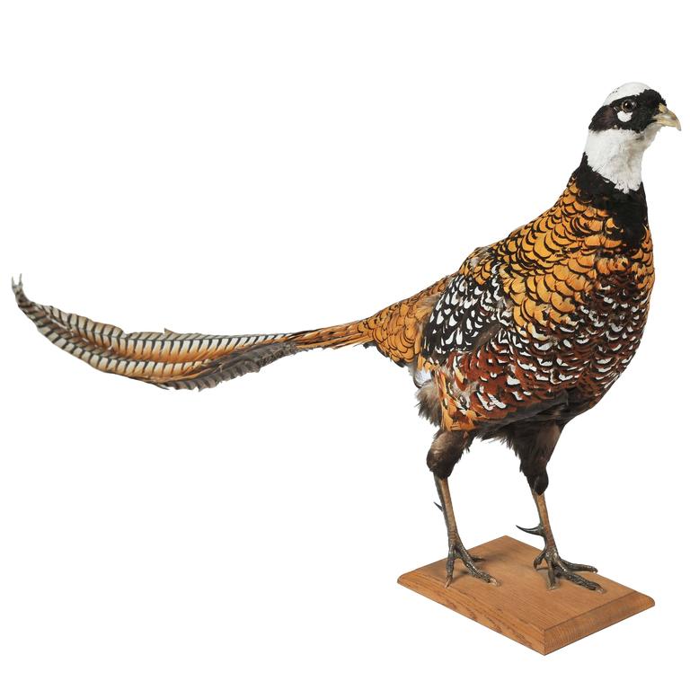 Taxidermy: Stuffed and Mounted Chinese Reeves Pheasant at 1stDibs
