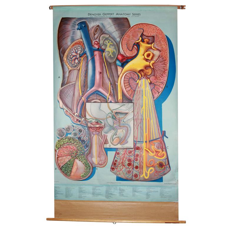 Vintage Science Poster at 1stDibs | vintage science posters