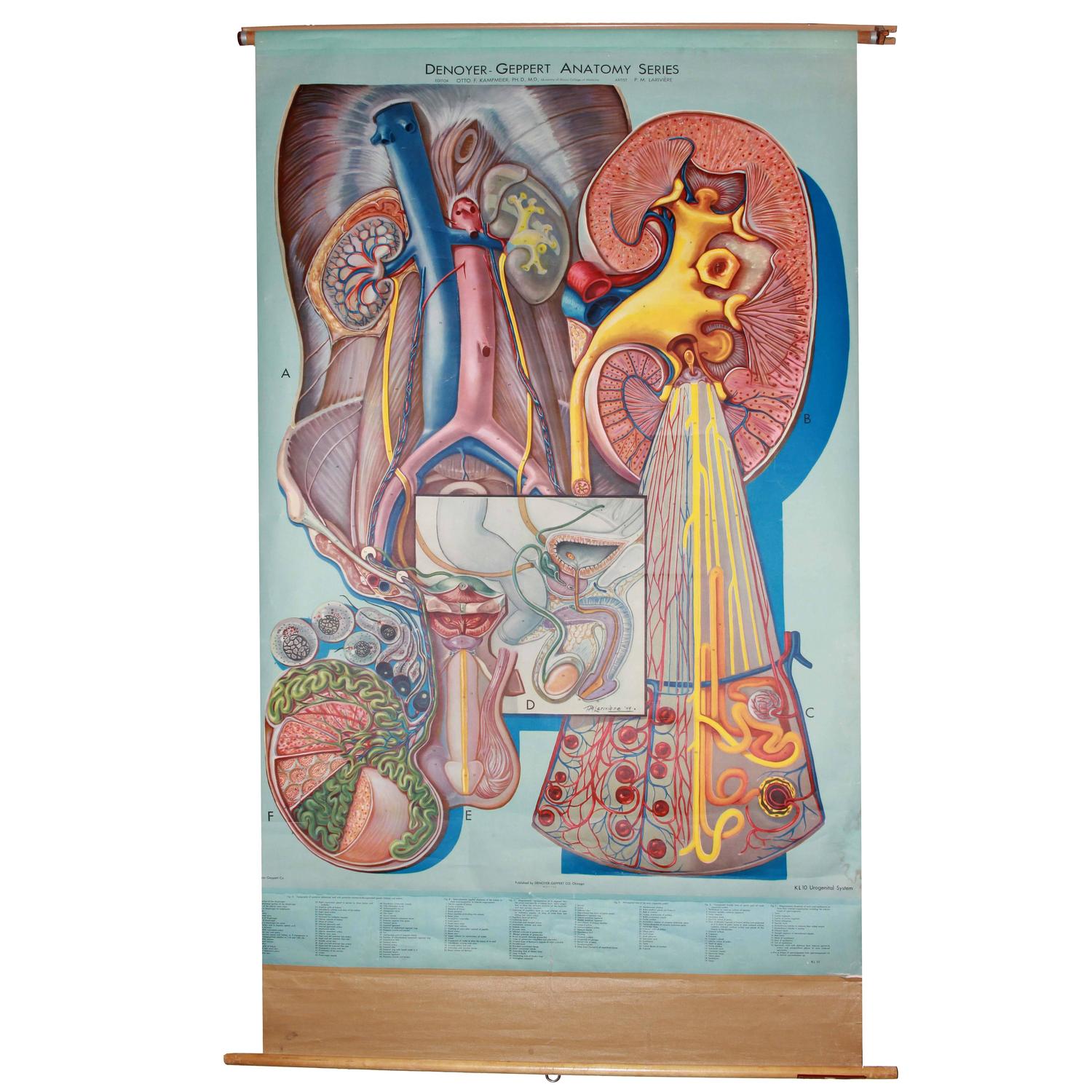 Vintage Science Poster For Sale at 1stdibs