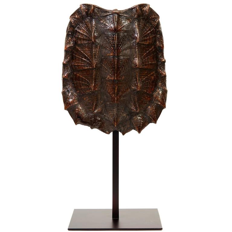 Vintage Turtle Shell at 1stDibs