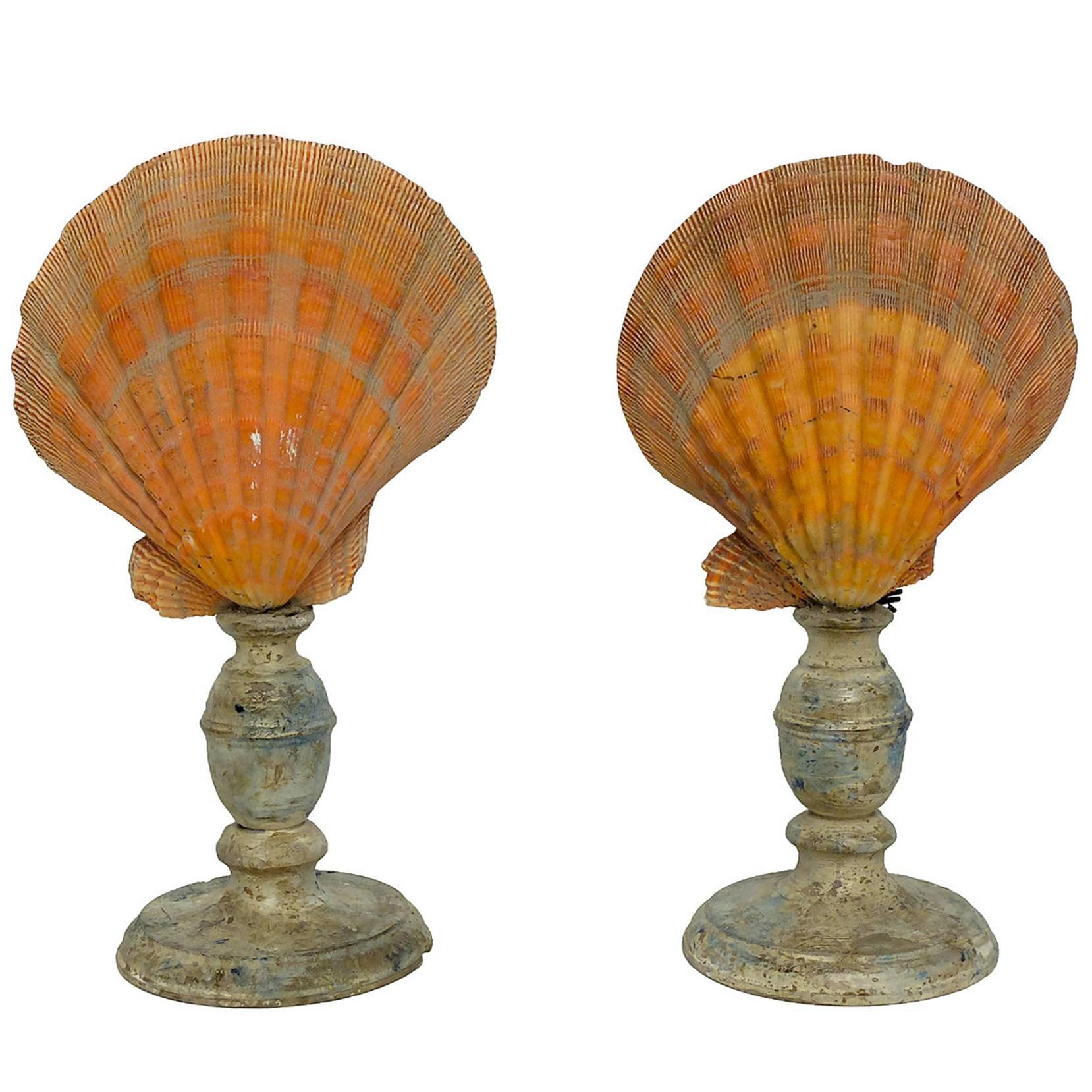 Wunderkammer Natural Specimen Pair of Mediterranean Shells by ...