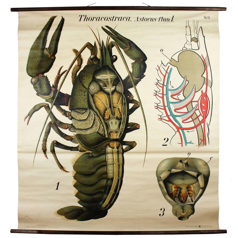 Early 20th Century Paul Pfurtscheller Zoological Wall Chart, Crustacean ...