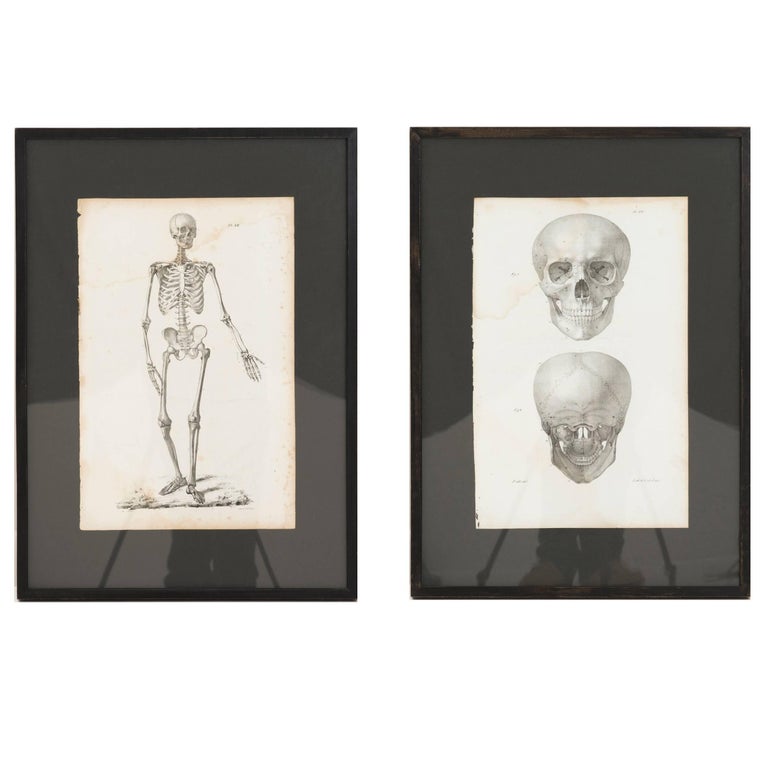 Pair of French Anatomical French Engravings at 1stDibs