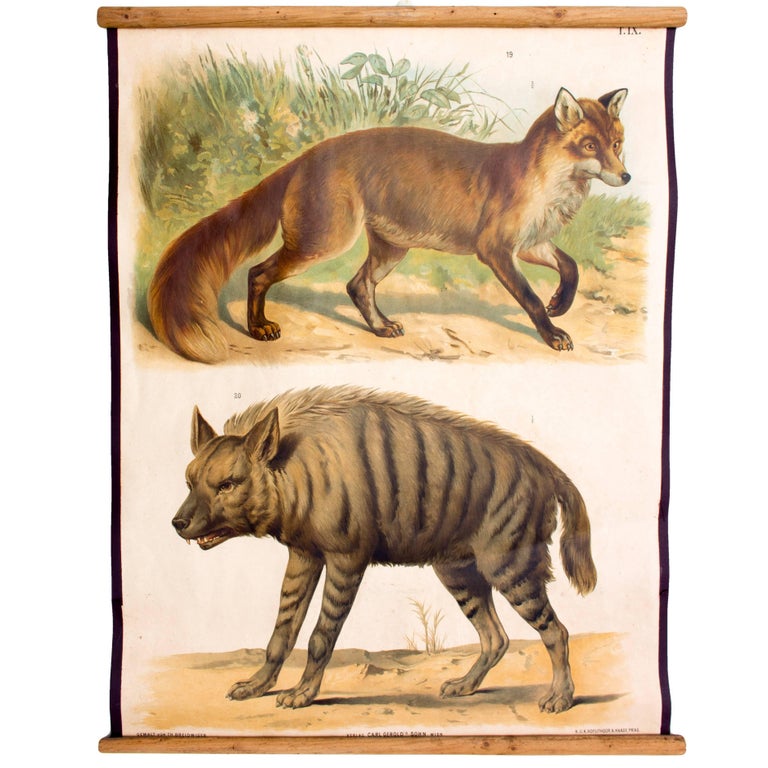 Wall Chart of Hyena and Fox by Th. Breidwiser for Gerold and Sohn, 1879 ...