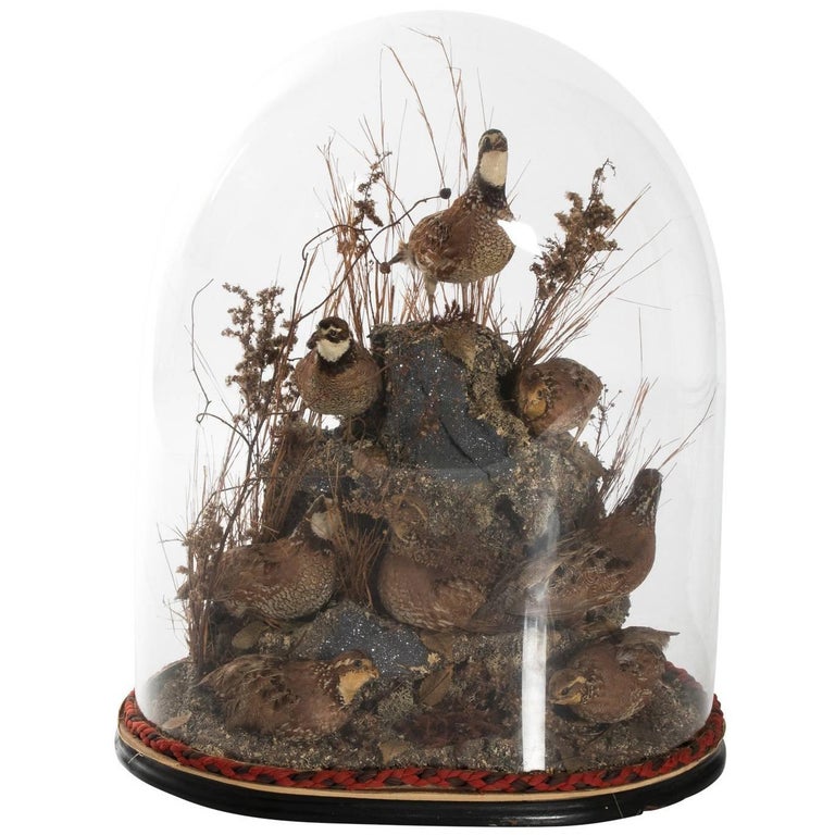 Victorian Glass Dome Bird Display at 1stDibs