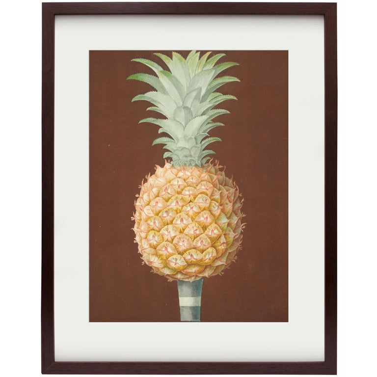George Brookshaw - Jagged Leaf Black Antigua Pineapple from Pomona ...