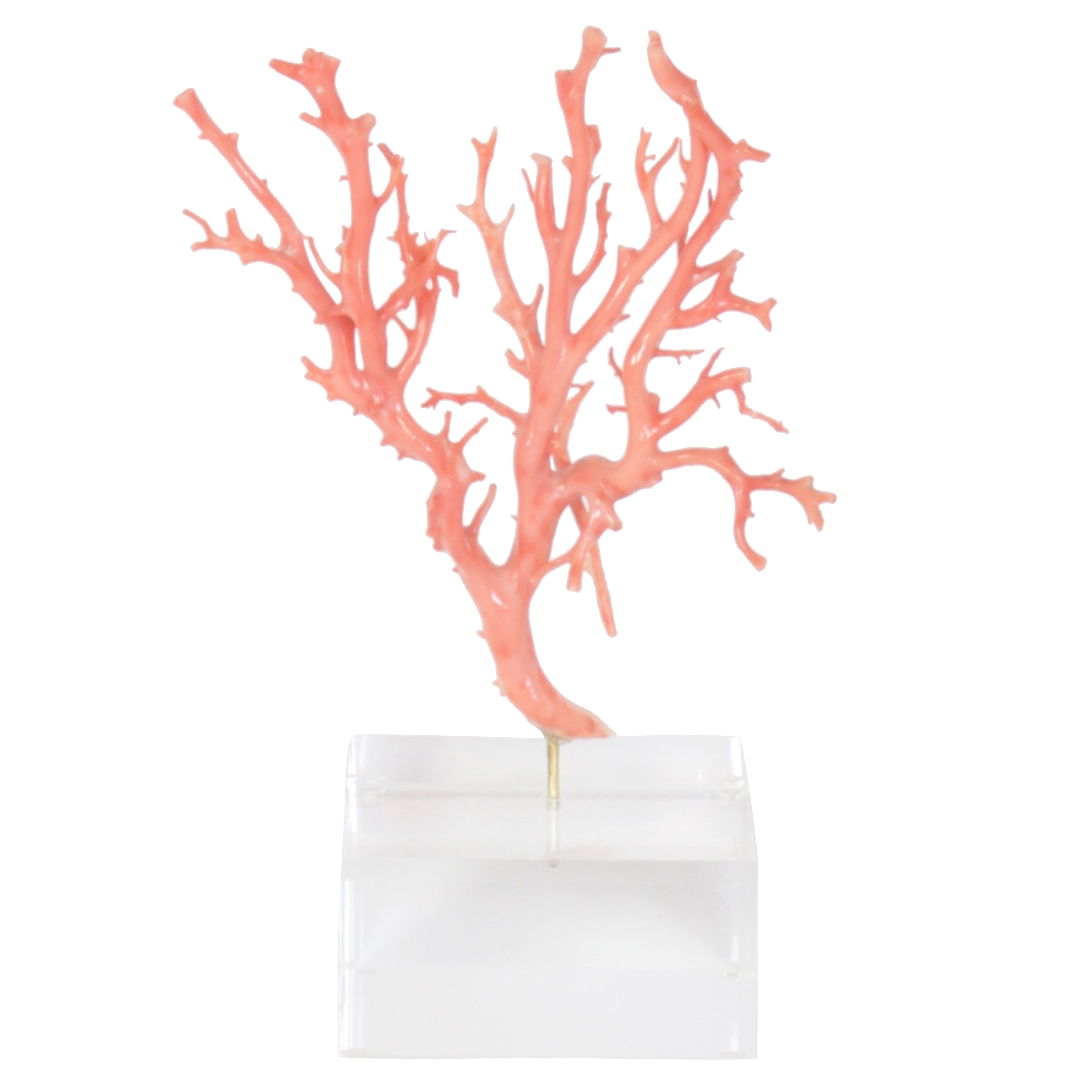 Fine Pink Coral Specimen Mounted on a Lucite Base at 1stDibs | pink ...
