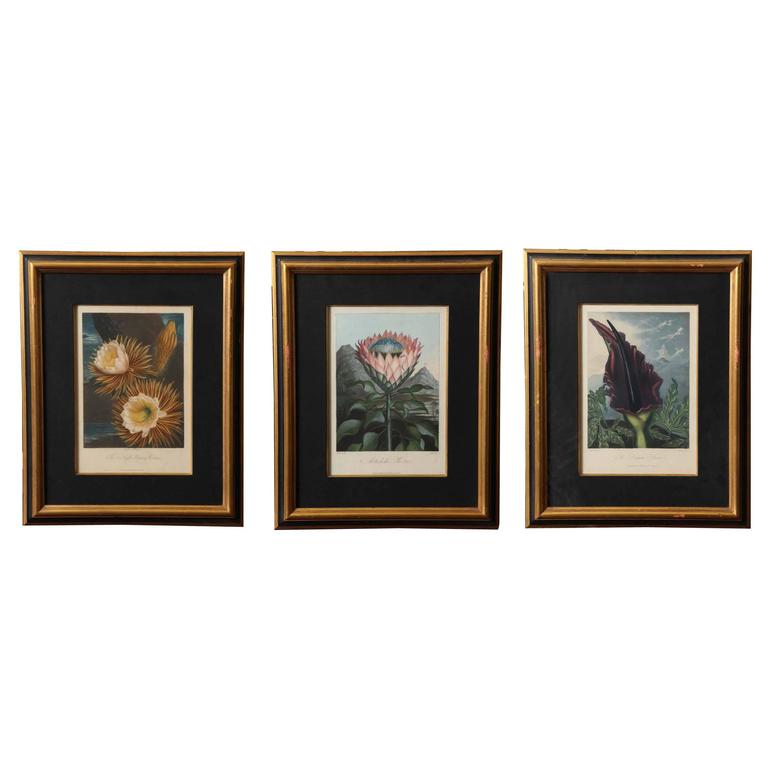 Dr. Robert John Thornton Botanical Prints, 1812 For Sale at 1stDibs ...