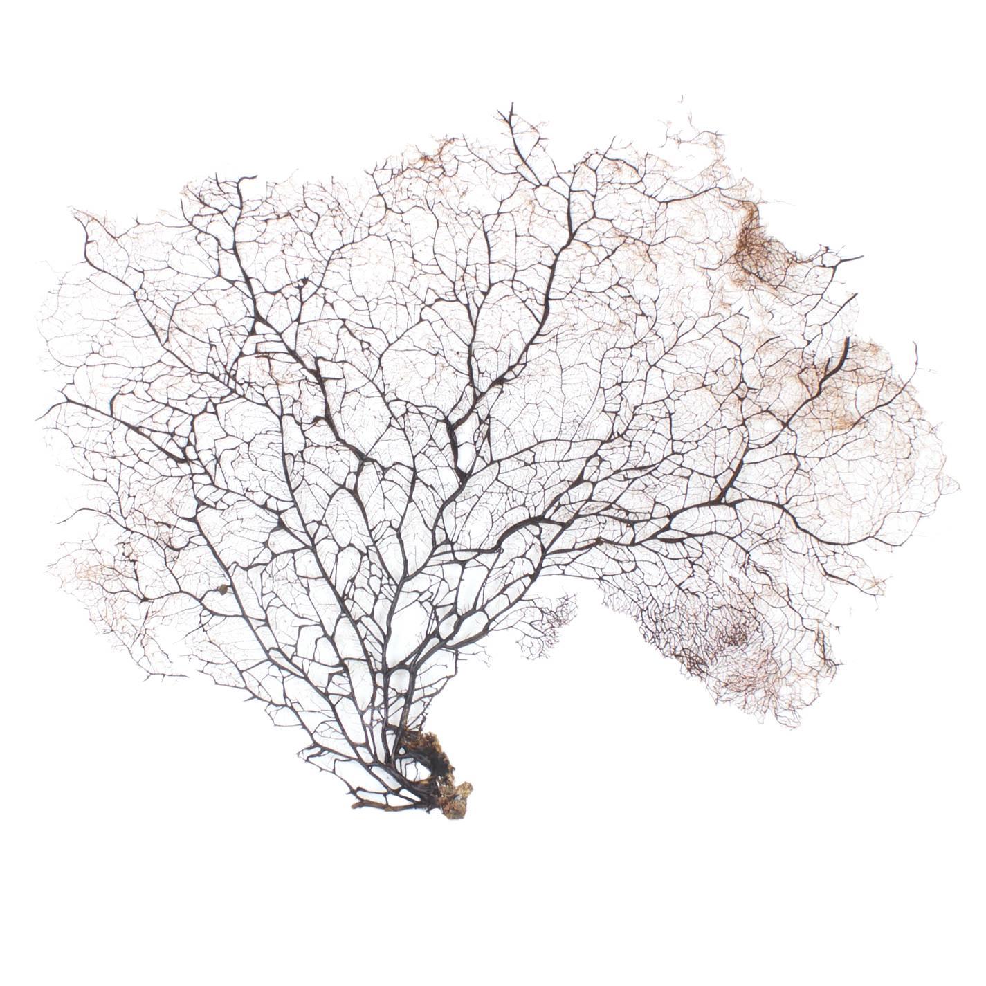 Giant Black Sea Fans at 1stDibs | giant sea fan, sea fan drawing