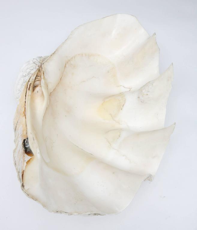 Large-Scale Tridacna Gigas Clam Shell from the Southern Pacific Ocean ...