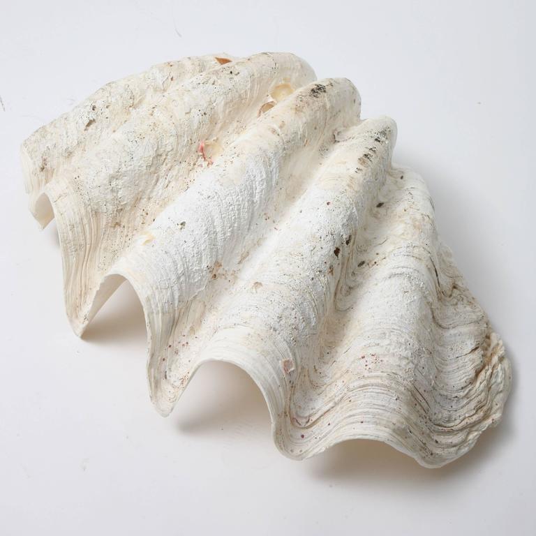 Large-Scale Tridacna Gigas Clam Shell from the Southern Pacific Ocean ...