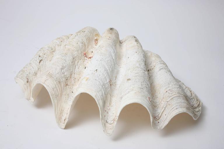 Large-Scale Tridacna Gigas Clam Shell from the Southern Pacific Ocean ...