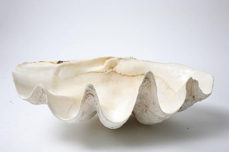Large-Scale Tridacna Gigas Clam Shell from the Southern Pacific Ocean ...
