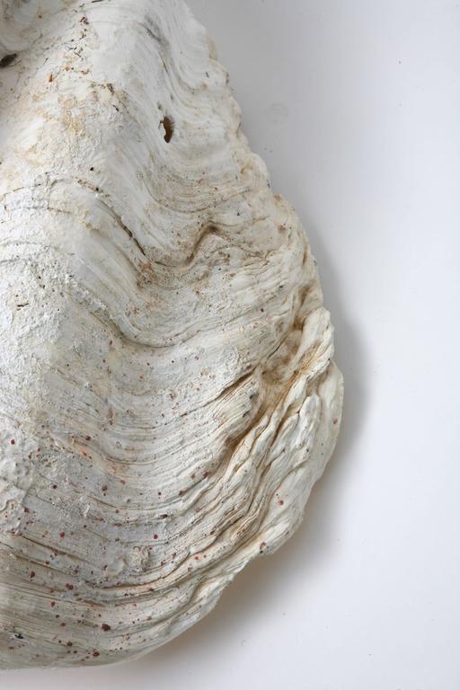 Large-Scale Tridacna Gigas Clam Shell from the Southern Pacific Ocean ...