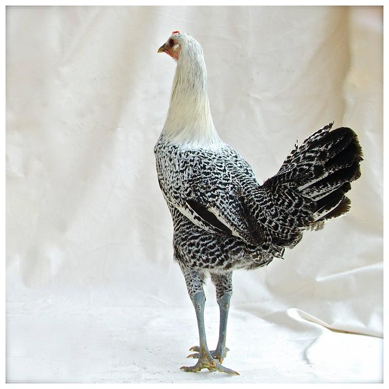 'Isabella Rossellini's Heritage Chickens" Photographed by Patrice ...