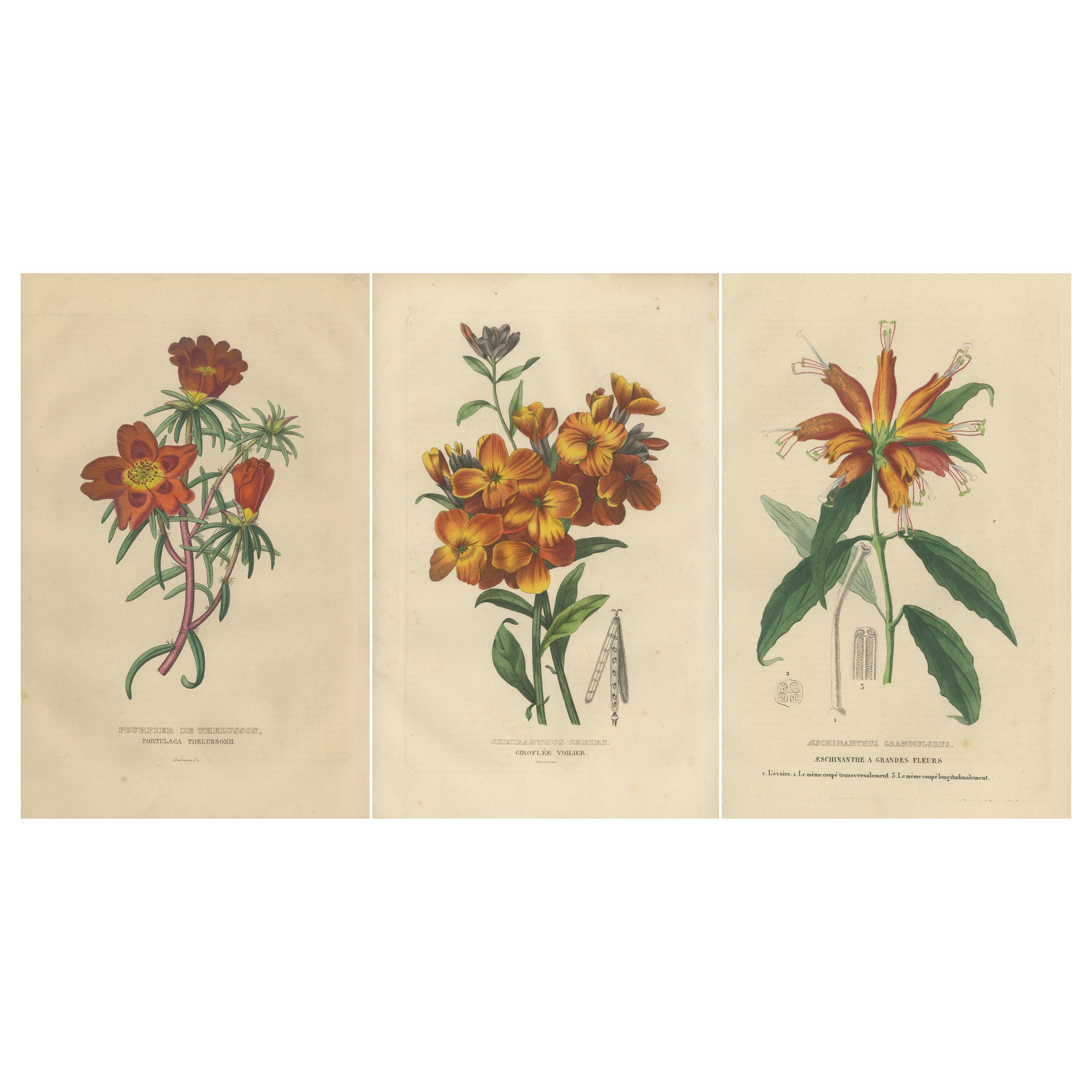 Floral Elegance: A Collection of Hand-Colored Engravings from 1845 For ...
