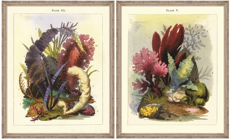 Large Botanical Prints For Sale at 1stDibs