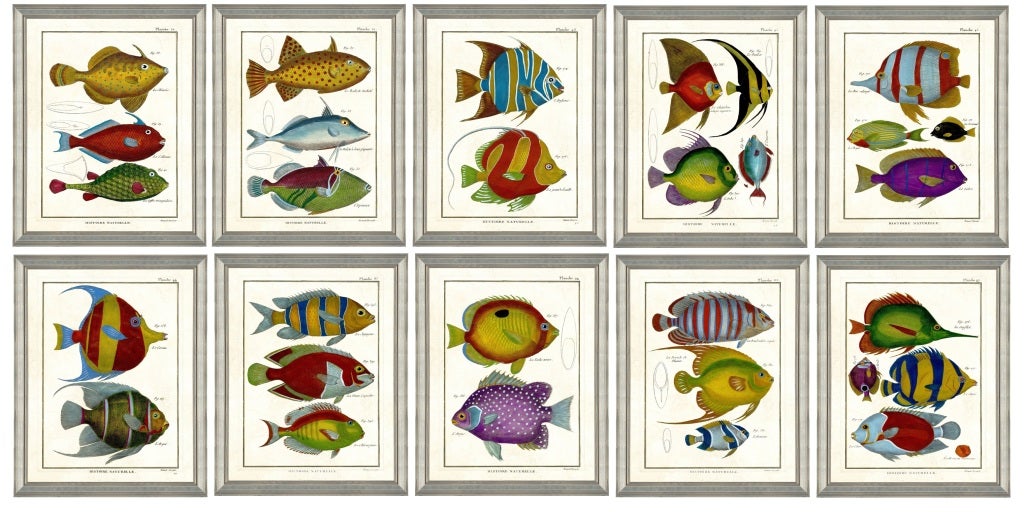 Types of Fish Prints For Sale at 1stDibs