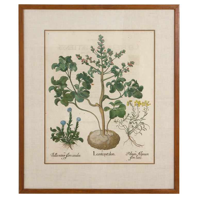 Large Framed Botanical Engraving at 1stDibs