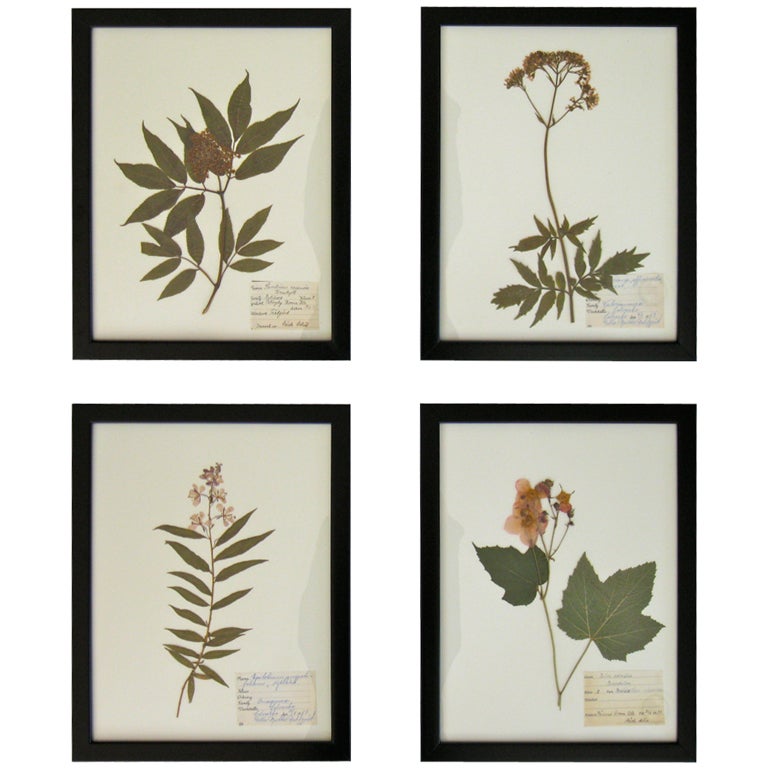 COLLECTION OF BOTANICAL SPECIMENS / HERBARIUMS at 1stDibs