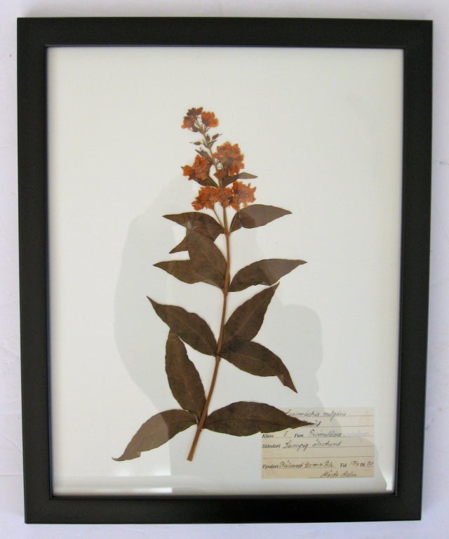 COLLECTION OF BOTANICAL SPECIMENS / HERBARIUMS at 1stDibs