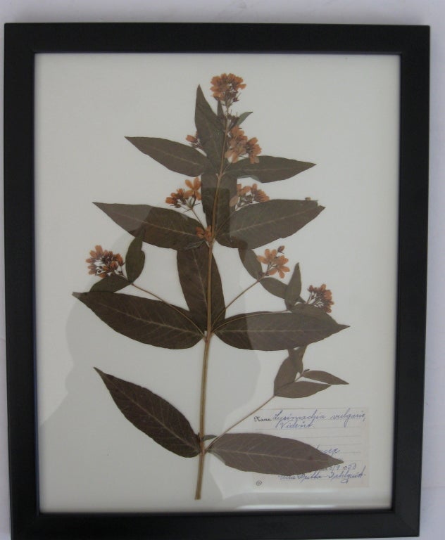 COLLECTION OF BOTANICAL SPECIMENS / HERBARIUMS at 1stDibs