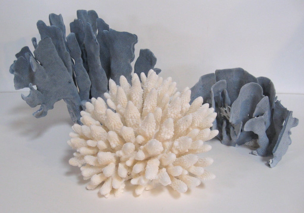 COLLECTION OF NATURAL CORAL at 1stDibs
