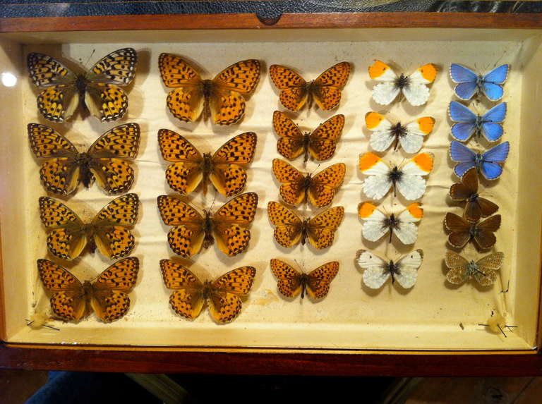 English Victorian Butterfly Collection at 1stDibs | victorian butterfly ...