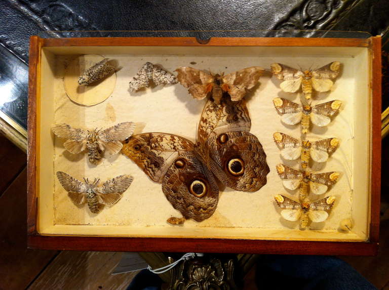 English Victorian Butterfly Collection at 1stdibs