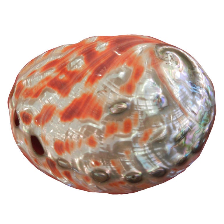 Large Rare Polished Abalone Shell, South Seas at 1stDibs