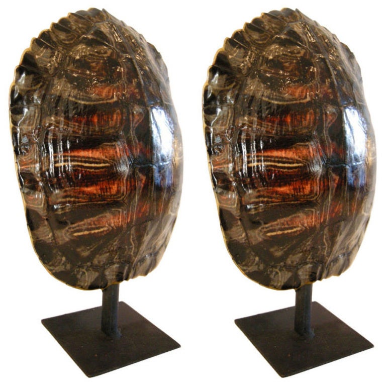 Pair of Natural Turtle Shell Lamps on Stands at 1stDibs | custom ...