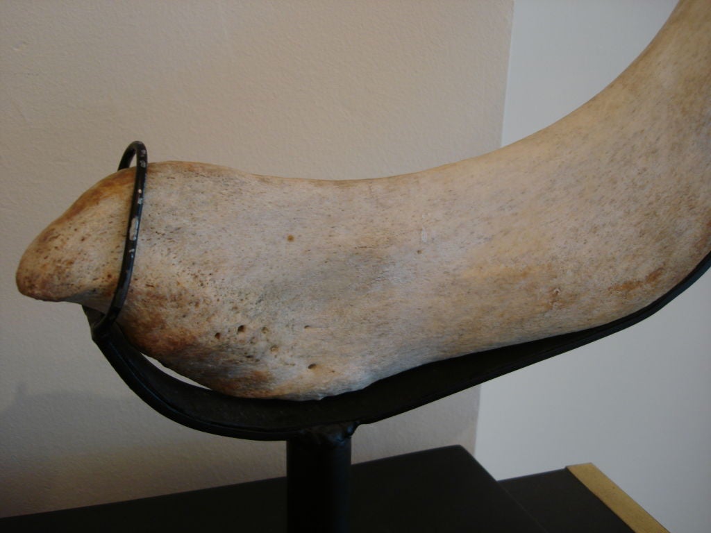 A Mounted Pair of Whale Bones at 1stDibs