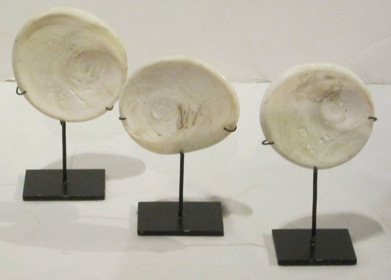 Contemporary Set of Mini Shells on Stands at 1stDibs