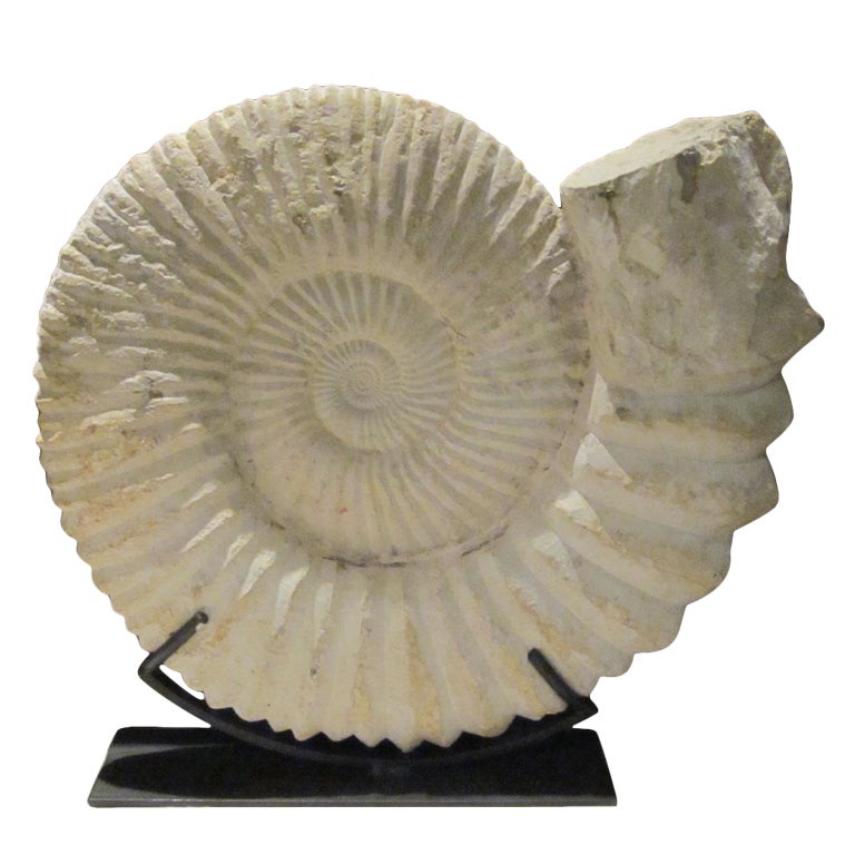 Ammonite at 1stDibs