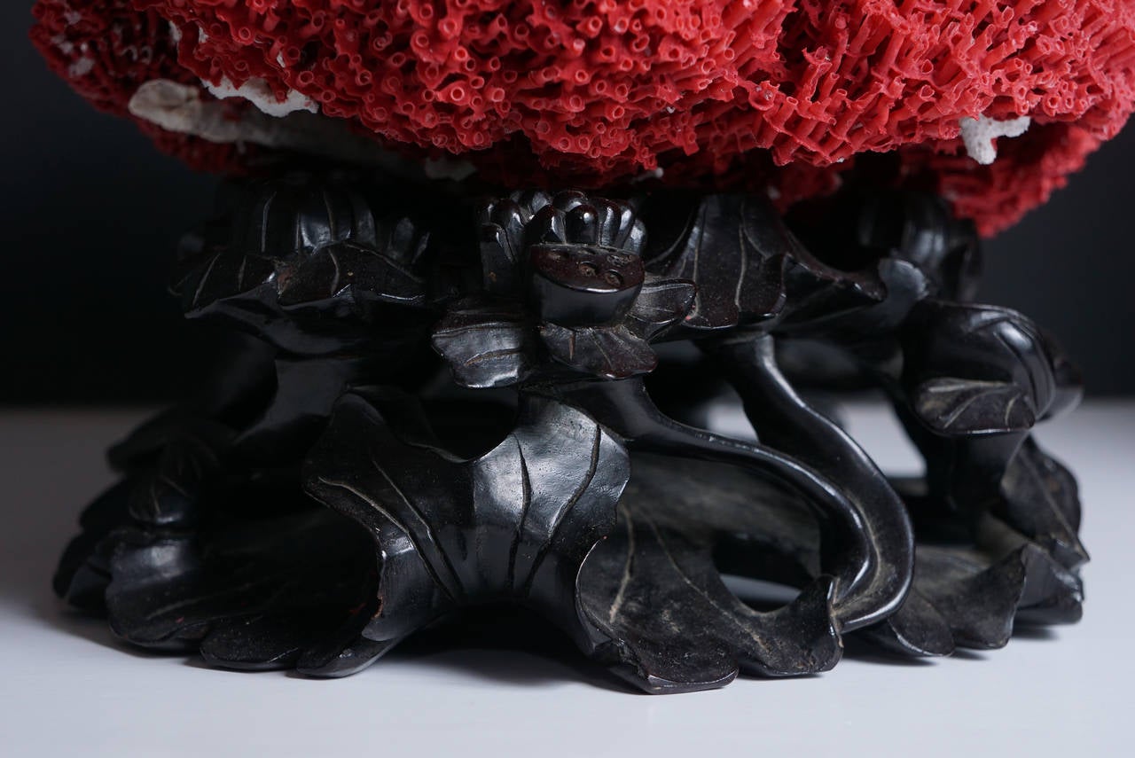 Large Red Coral Specimen on 19th Century Carved Chinese Rosewood Base ...