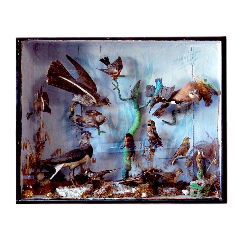 Victorian Taxidermy Shadow Box at 1stDibs