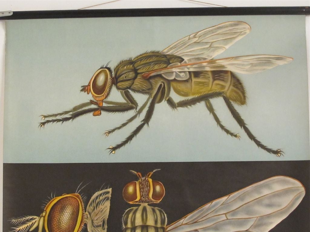 Vintage Anatomy Chart of a Fly For Sale at 1stDibs | fly anatomy ...