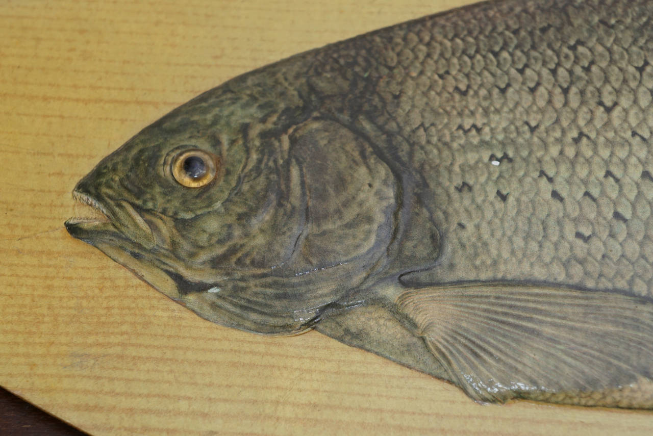 Pair Weber Fish Plaques at 1stDibs