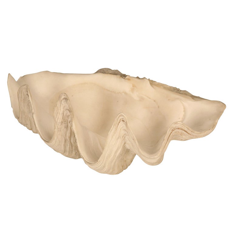Sculptural Basin Sized Natural Seashell Specimen at 1stDibs