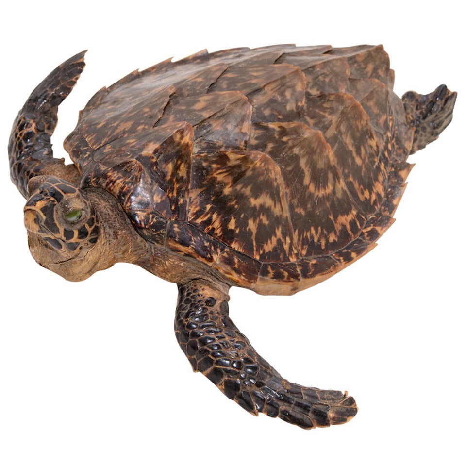 Taxidermy Turtle Shell at 1stDibs
