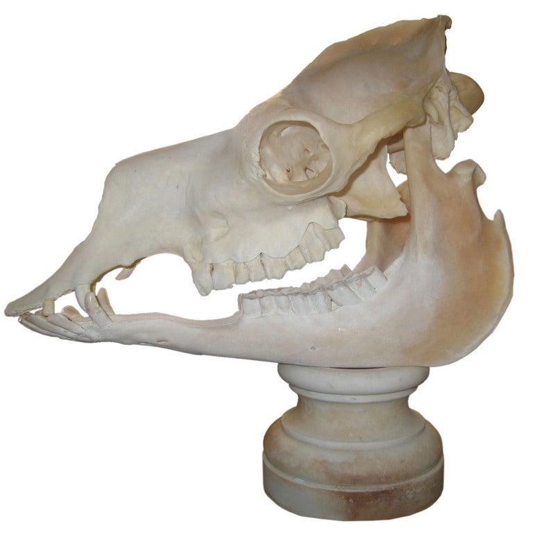 Bleached Camel Skull on a Marble Pedestal at 1stDibs