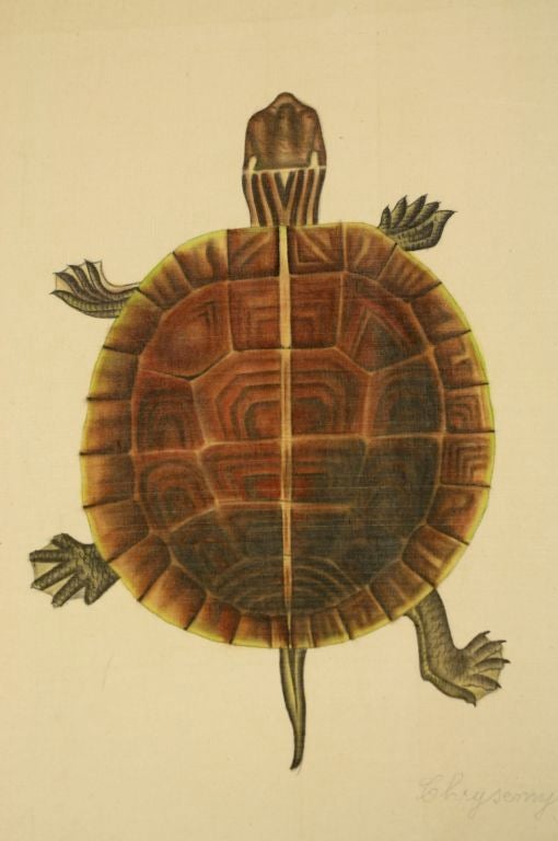 Set of Eight French Natural History Studies of Turtles at 1stDibs