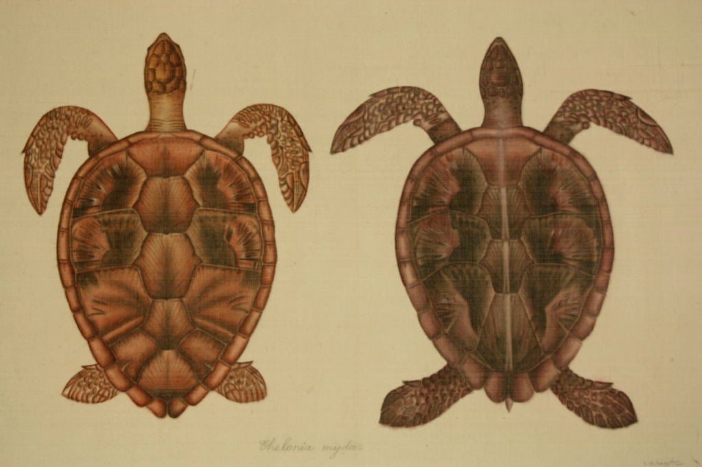 Set of Eight French Natural History Studies of Turtles at 1stDibs