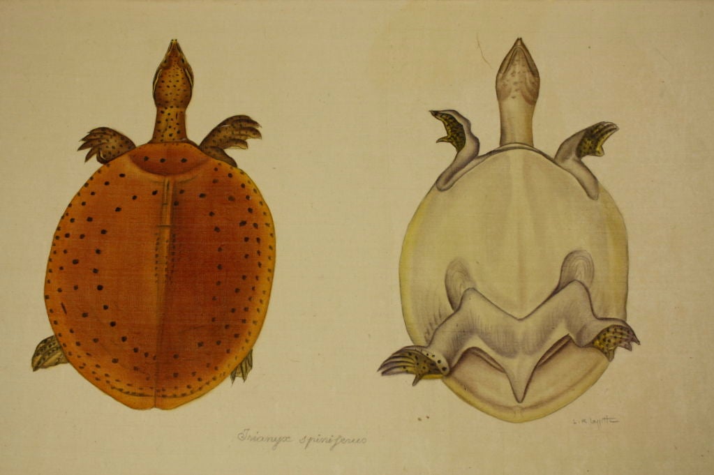Set of Eight French Natural History Studies of Turtles at 1stDibs