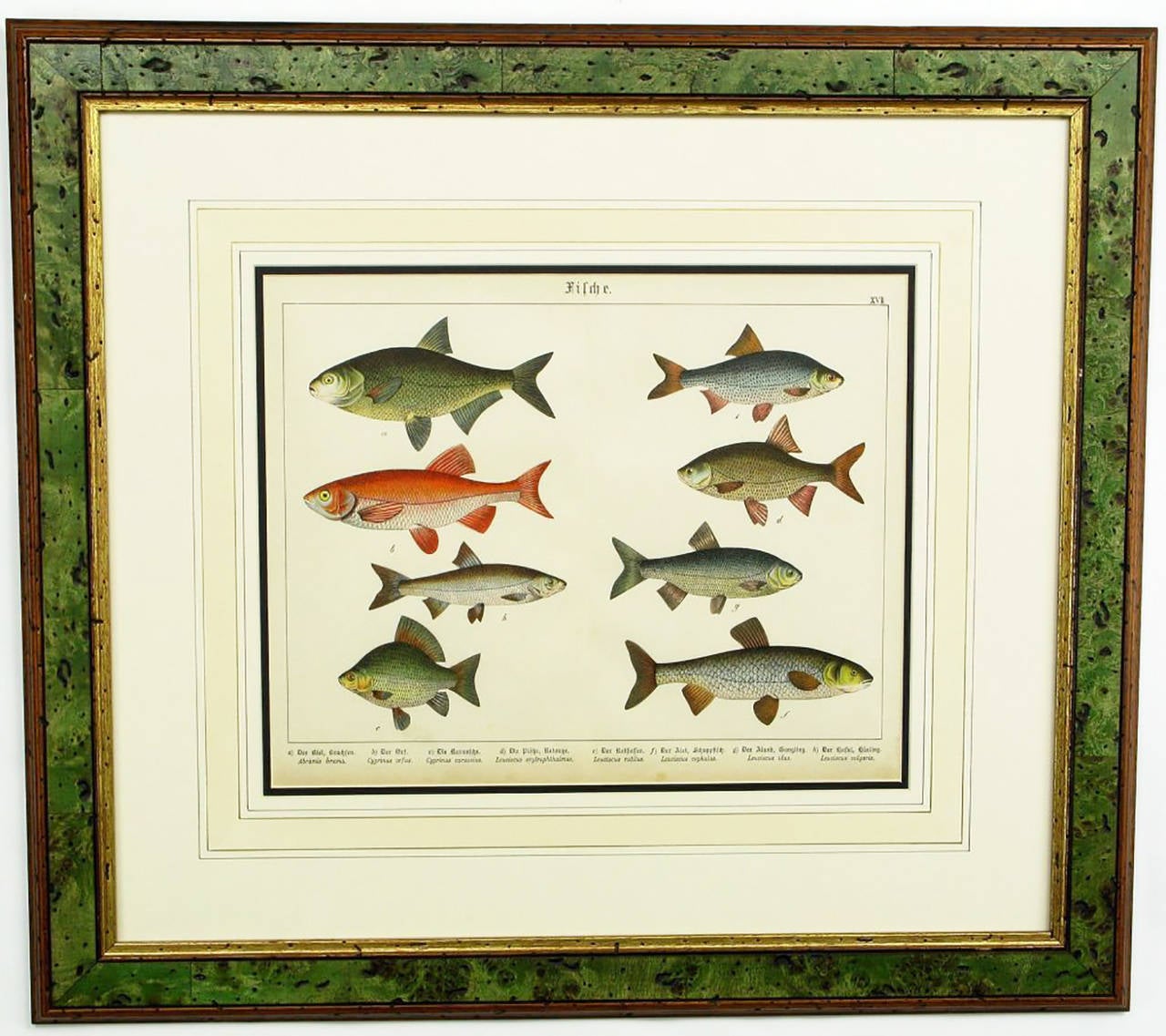 Colorful Trio 1880 Schubert German Lithographs of Aquatic Life at 1stDibs