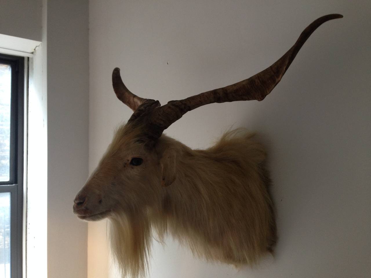 Great Goat Head Mount at 1stDibs | taxidermy goat head, goat head ...